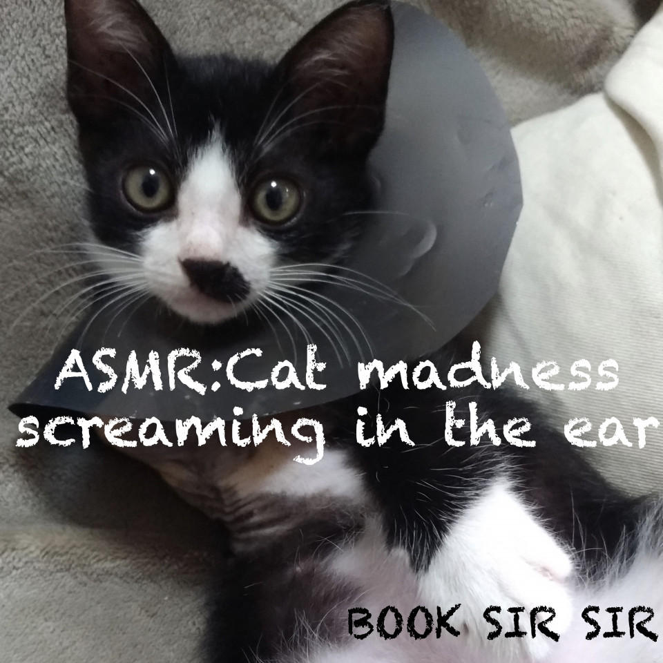 ASMR：Cat Madness Screaming In The Ear | Prepare Your Earbuds | - Book ...